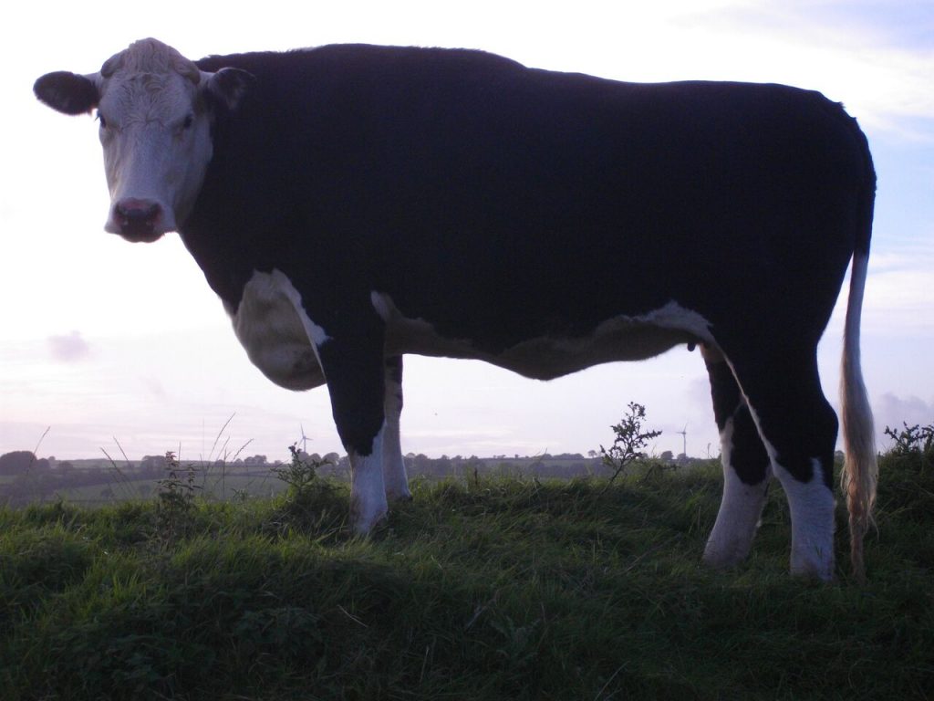 Beef Shoulder Fillet (Teres Major) | Grey Alders