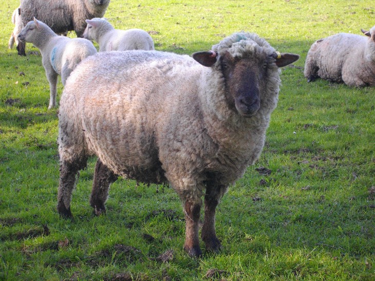 Dry Aged Mutton – Hung for 35 days! | Grey Alders